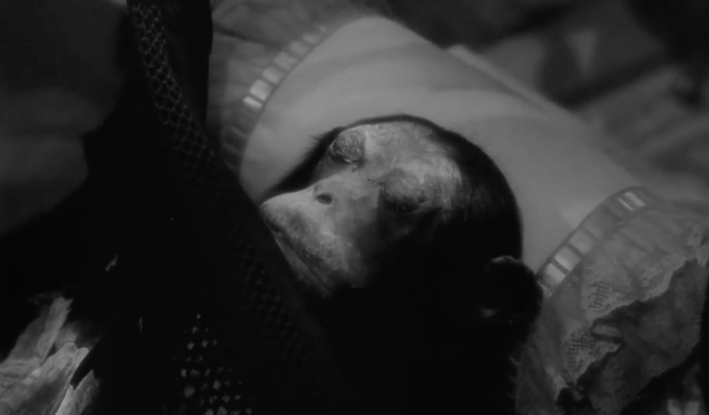 Deceased Chimpanzee – Minor Characters